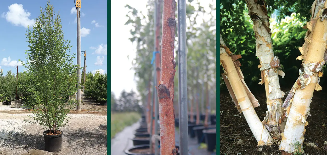 Heritage® River Birch | Johnson's Nursery | KB