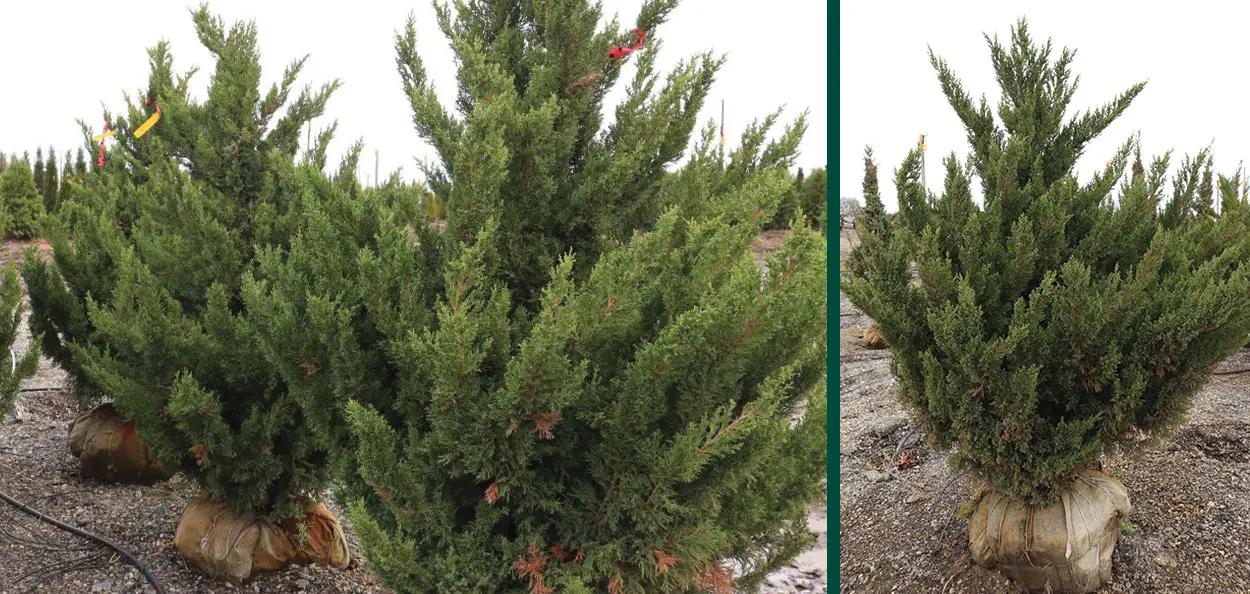 Hooks #6 Juniper | Johnson's Nursery | KB