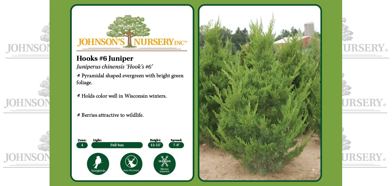Hooks #6 Juniper | Johnson's Nursery | KB