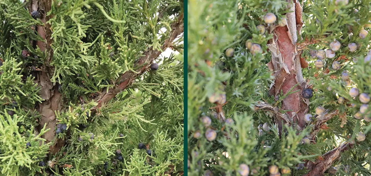 Hooks #6 Juniper | Johnson's Nursery | KB