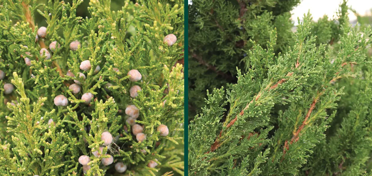 Hooks #6 Juniper | Johnson's Nursery | KB