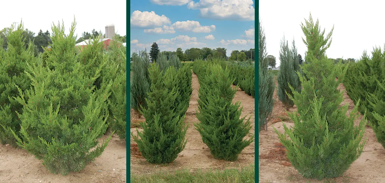 Hooks #6 Juniper | Johnson's Nursery | KB