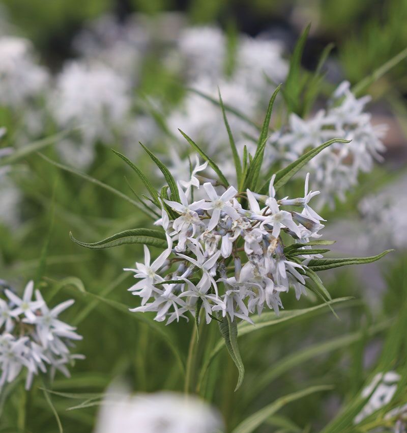 Hybrid Amsonia | Johnson's Nursery | KB
