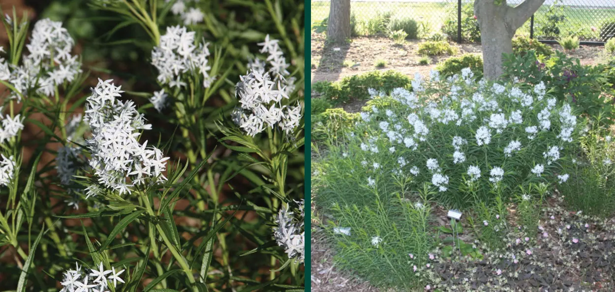 Hybrid Amsonia | Johnson's Nursery | KB