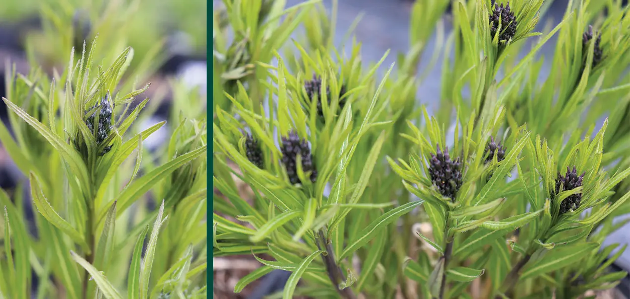 Hybrid Amsonia | Johnson's Nursery | KB