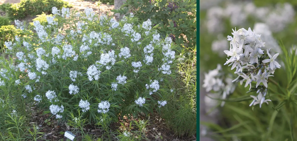 Hybrid Amsonia | Johnson's Nursery | KB