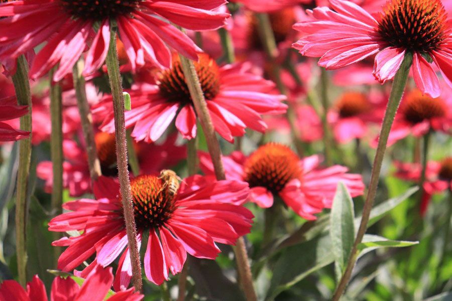 Kismet® Raspberry Coneflower | Johnson's Nursery | KB