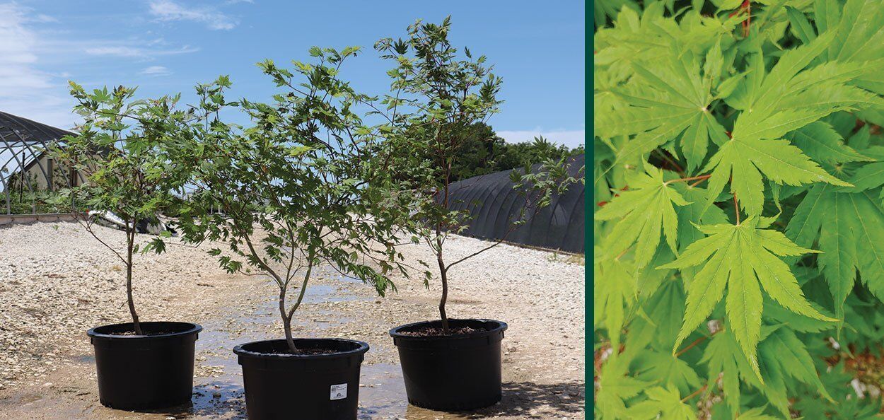 Korean Maple | Johnson's Nursery | KB