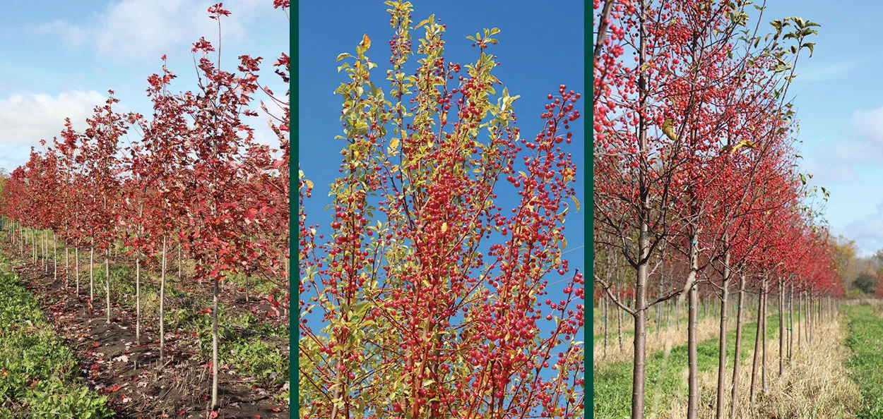 Red Jewel® Crabapple | Johnson's Nursery | KB