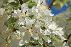 Red Jewel® Crabapple | Johnson's Nursery | KB