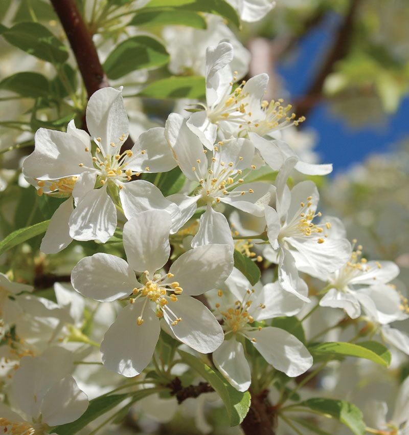 Red Jewel® Crabapple | Johnson's Nursery | KB