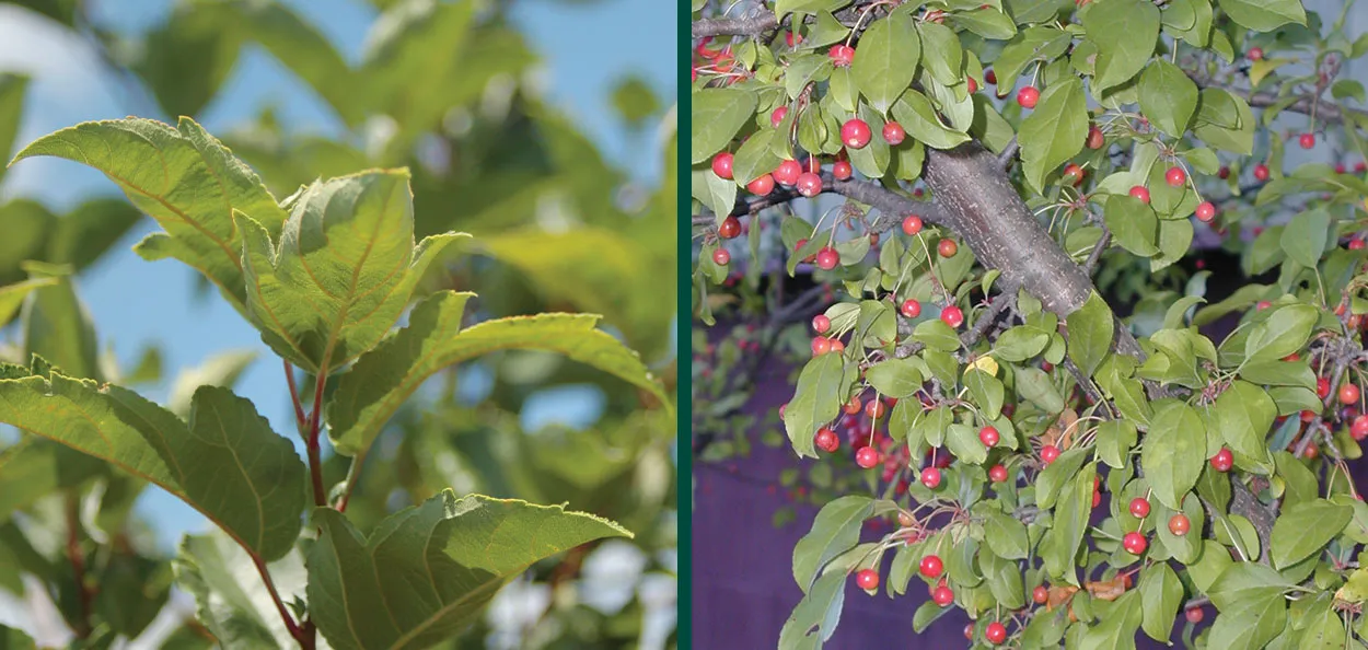 Red Jewel® Crabapple | Johnson's Nursery | KB