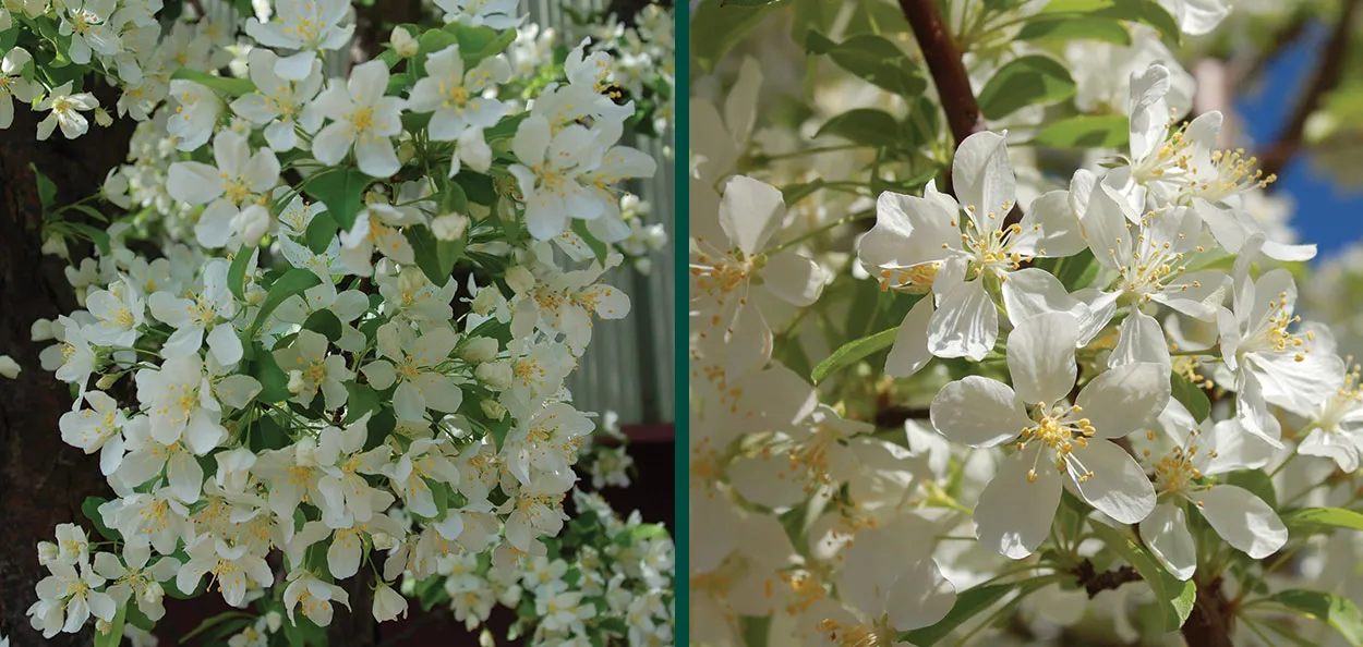 Red Jewel® Crabapple | Johnson's Nursery | KB