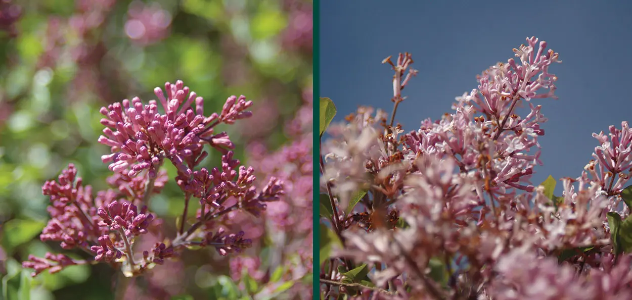 Meyer Lilac | Johnson's Nursery | KB