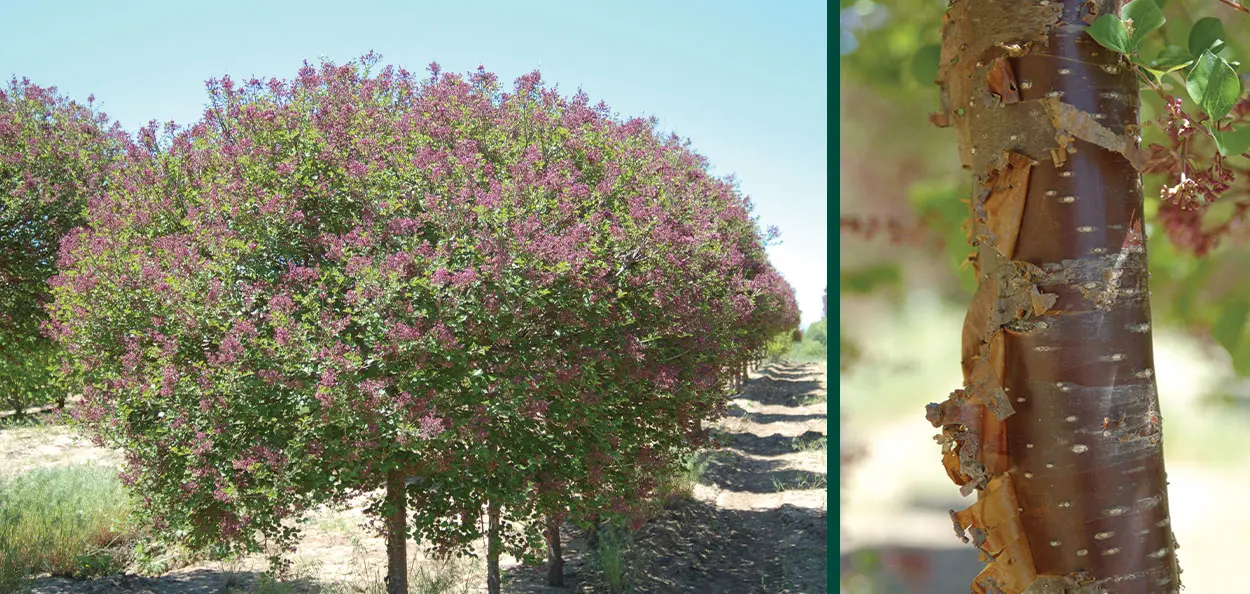 Meyer Lilac | Johnson's Nursery | KB