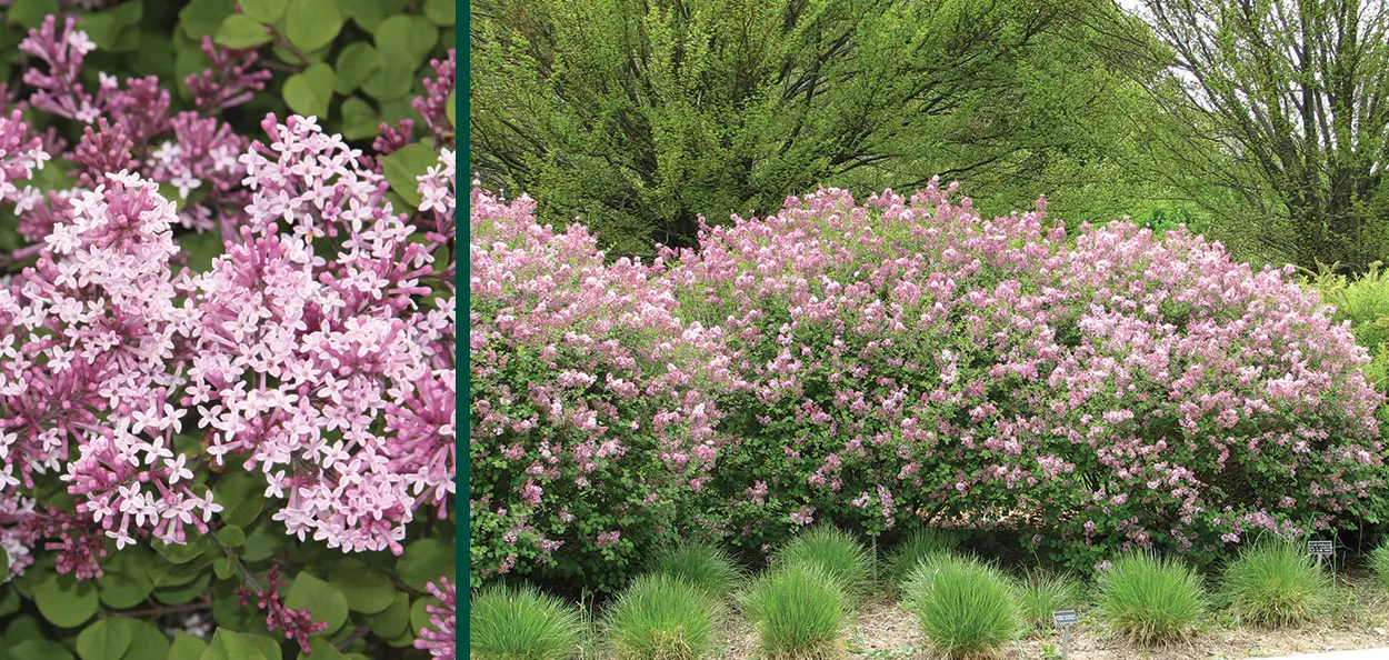Meyer Lilac | Johnson's Nursery | KB