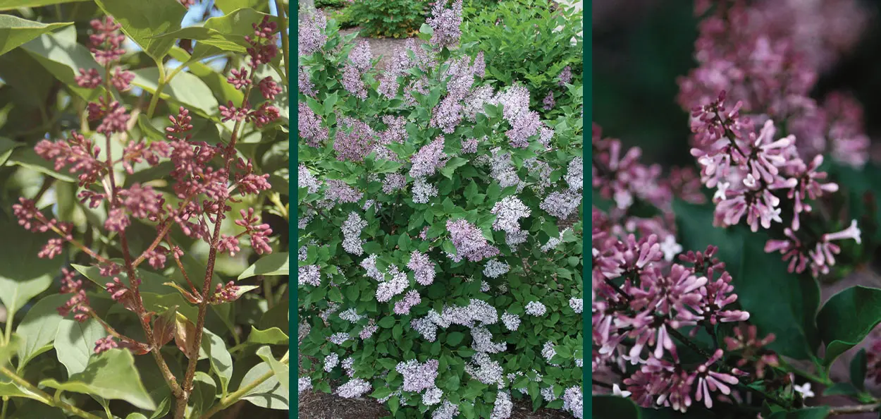 Miss Kim Lilac | Johnson's Nursery | KB