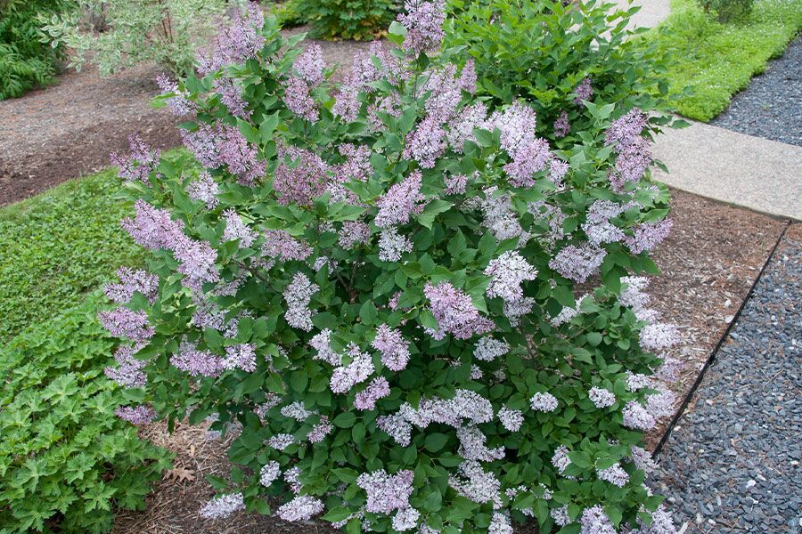 Miss Kim Lilac | Johnson's Nursery | KB