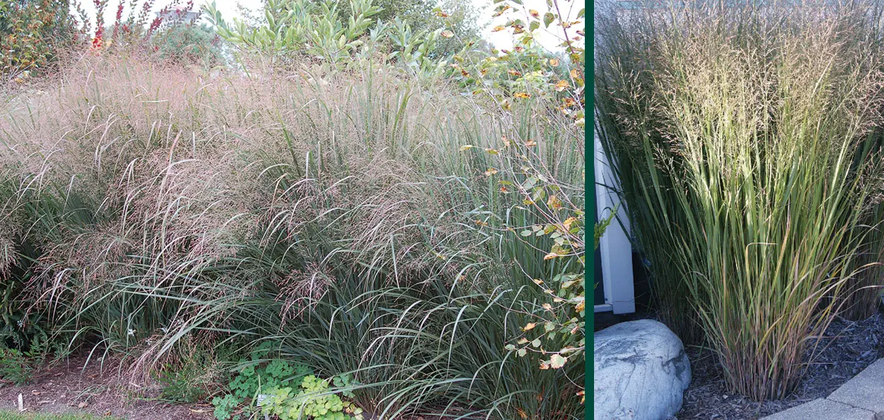 Northwind Switch Grass | Johnson's Nursery | KB