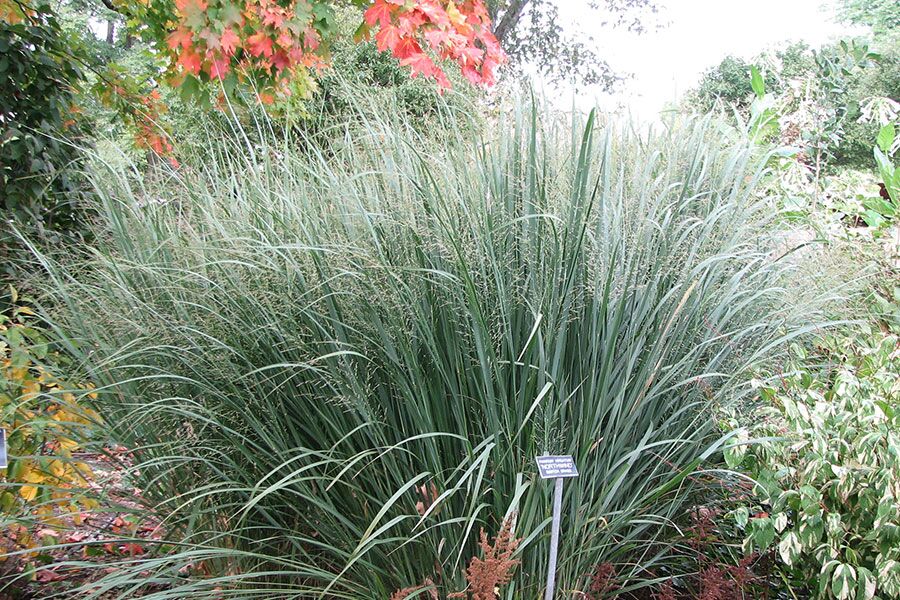 Northwind Switch Grass | Johnson's Nursery | KB