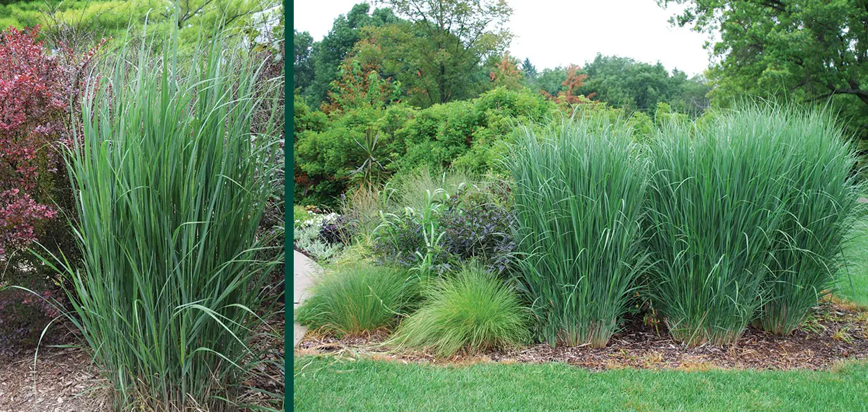 Northwind Switch Grass | Johnson's Nursery | KB