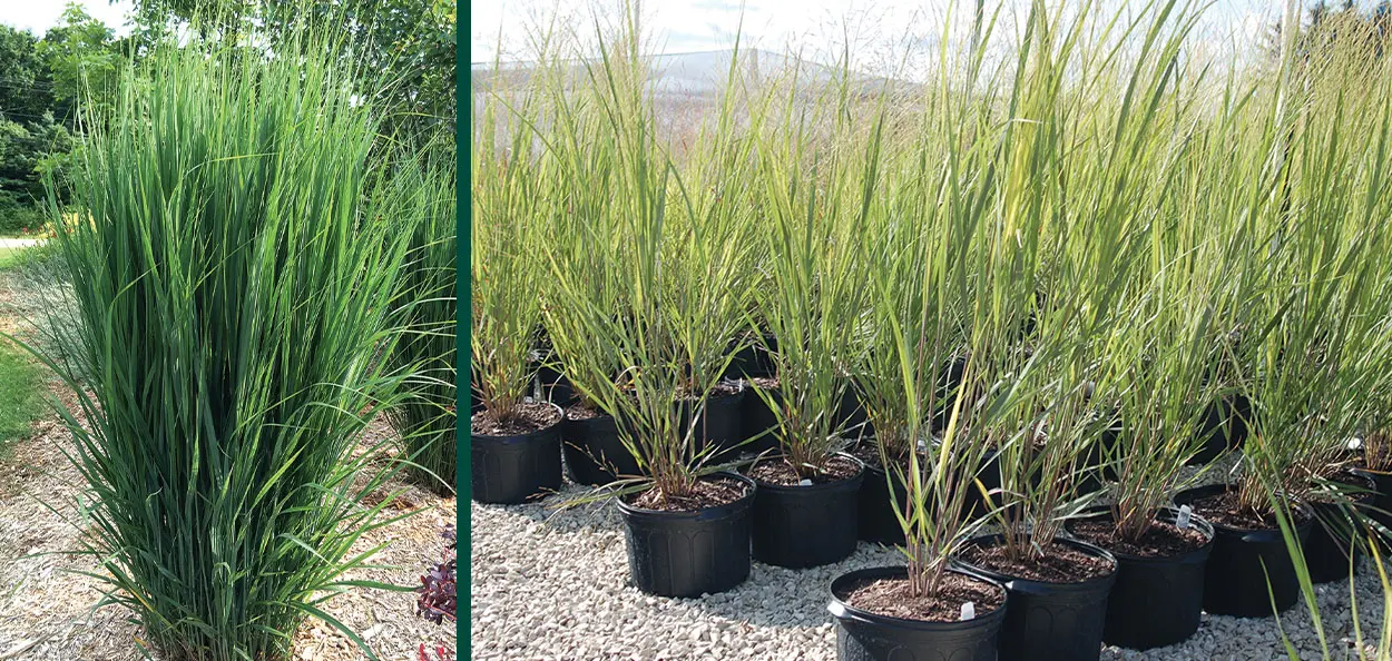 Northwind Switch Grass | Johnson's Nursery | KB