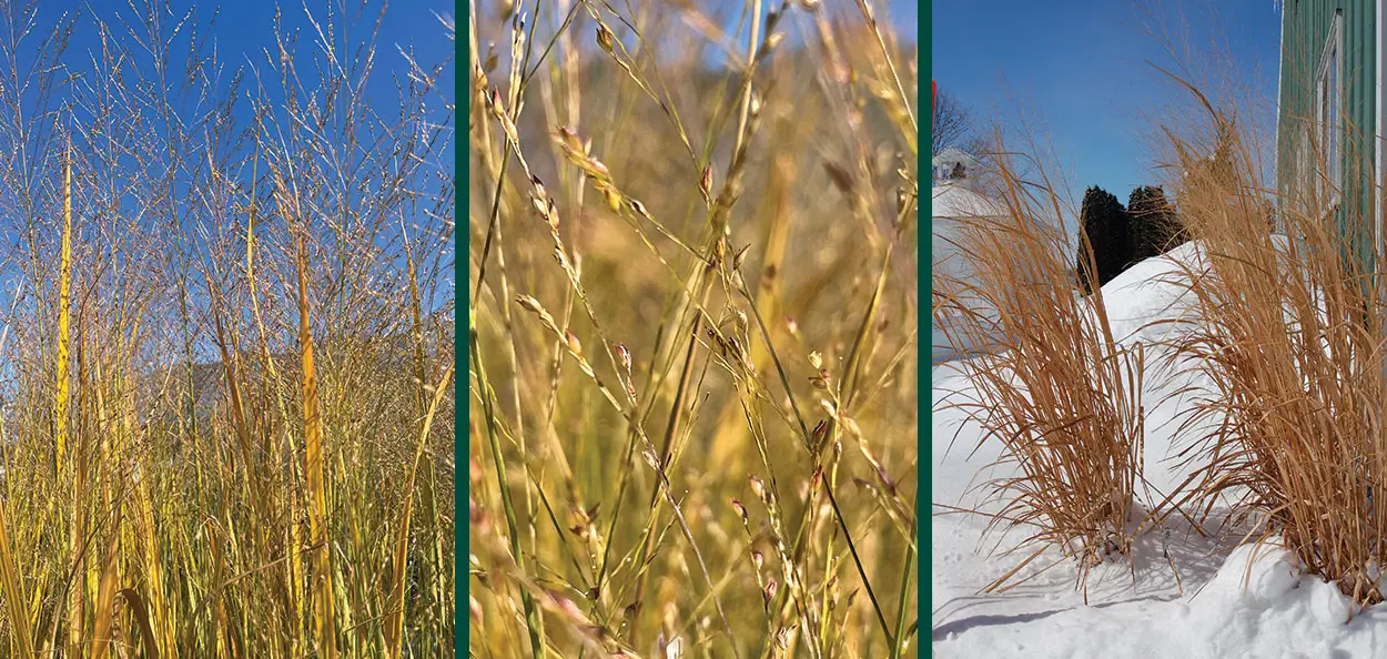 Northwind Switch Grass | Johnson's Nursery | KB