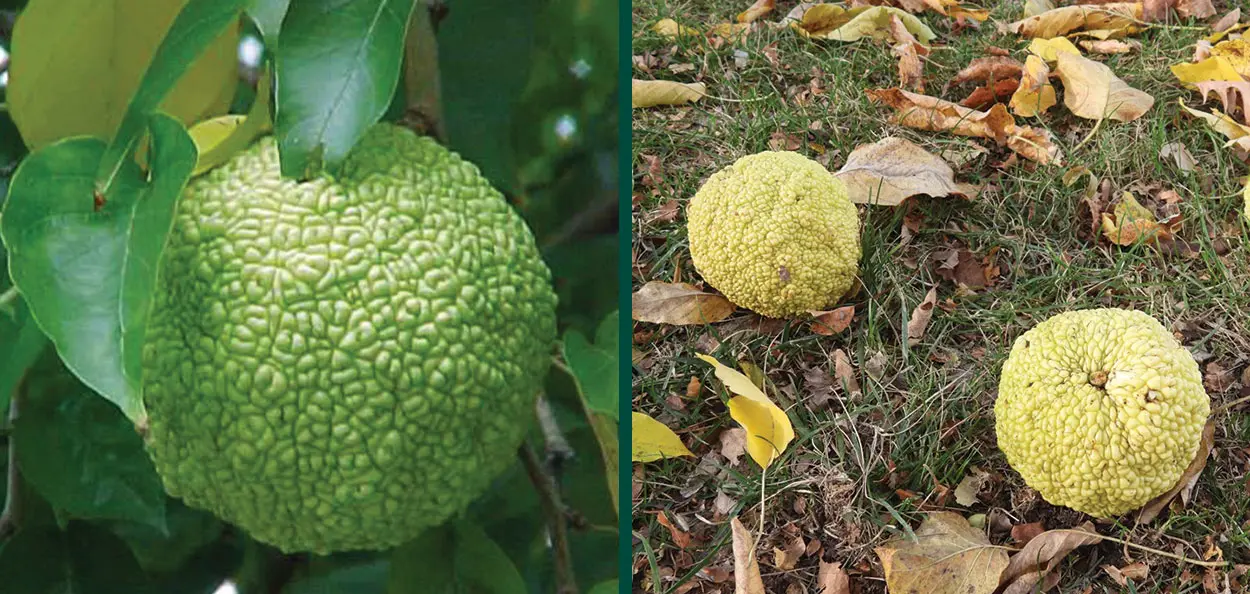 Osage Orange | Johnson's Nursery | KB