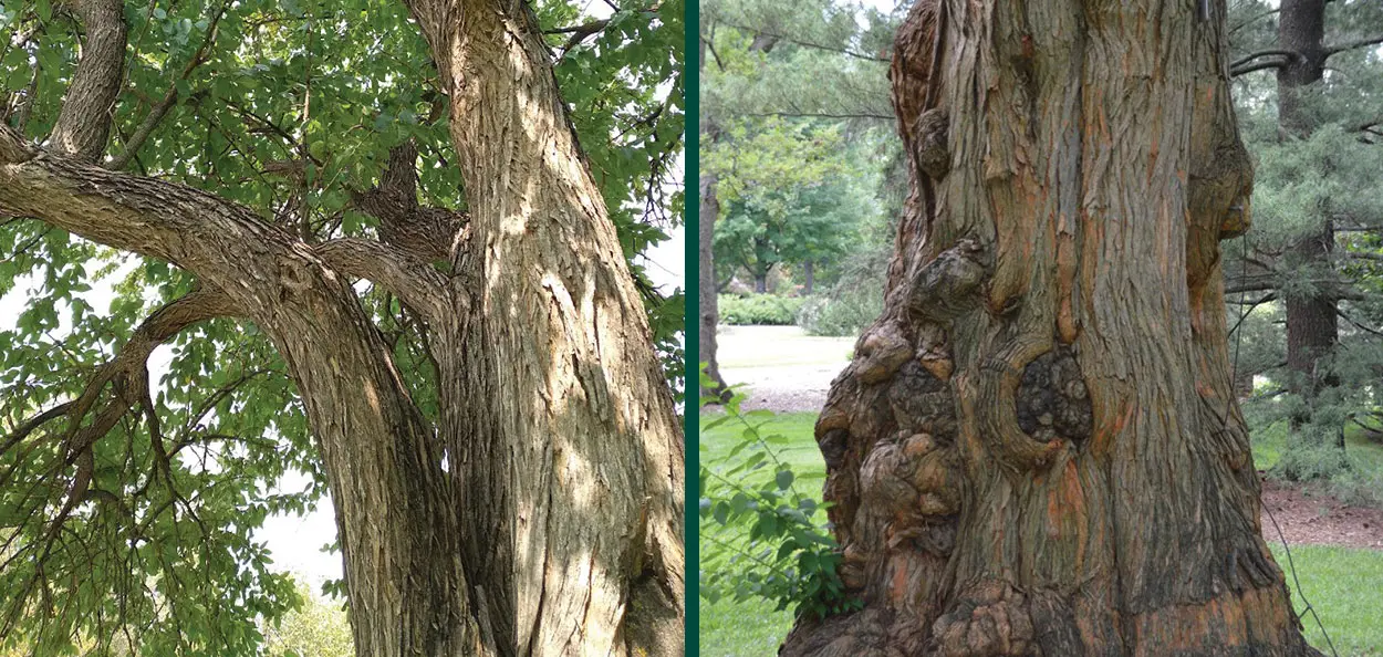 Osage Orange | Johnson's Nursery | KB