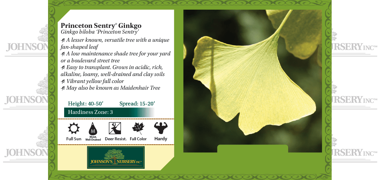 Princeton Sentry® Ginkgo | Johnson's Nursery | KB
