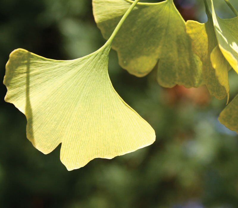 Princeton Sentry® Ginkgo | Johnson's Nursery | KB