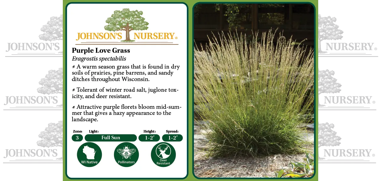 Purple Love Grass | Johnson's Nursery | KB