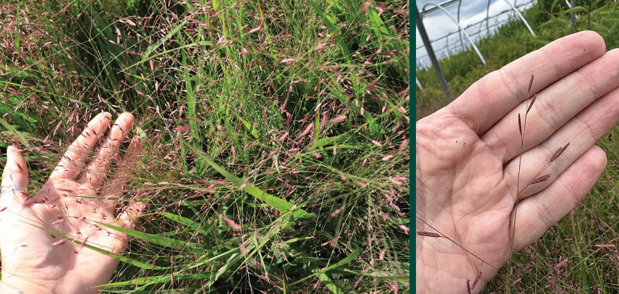 Purple Love Grass | Johnson's Nursery | KB