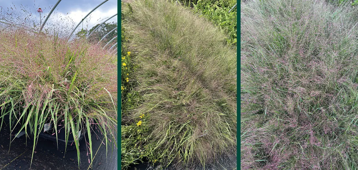 Purple Love Grass | Johnson's Nursery | KB