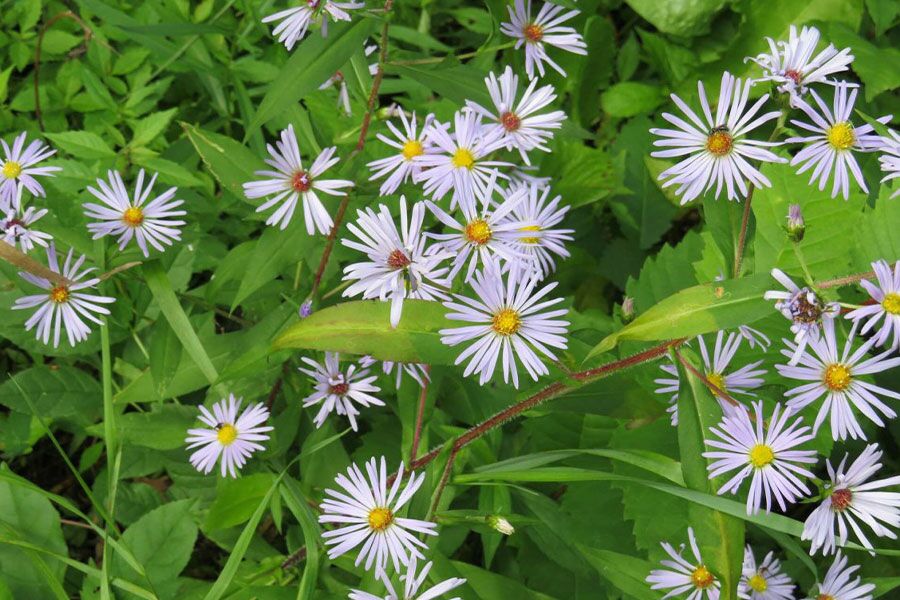 Wisconsin Native Perennials | Johnson's Nursery | Knowledgebase