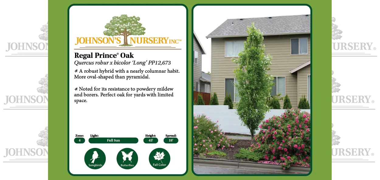 Regal Prince® Oak | Johnson's Nursery | KB