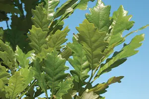 Regal Prince® Oak | Johnson's Nursery | KB