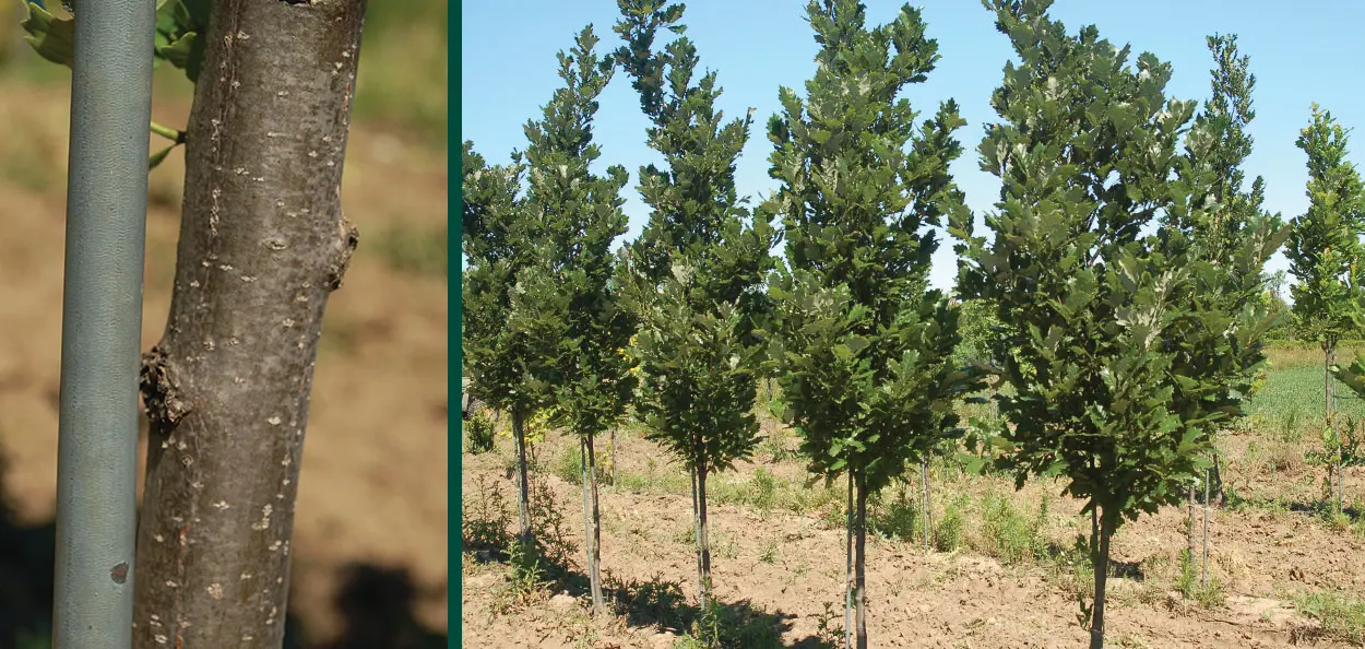 Regal Prince® Oak | Johnson's Nursery | KB