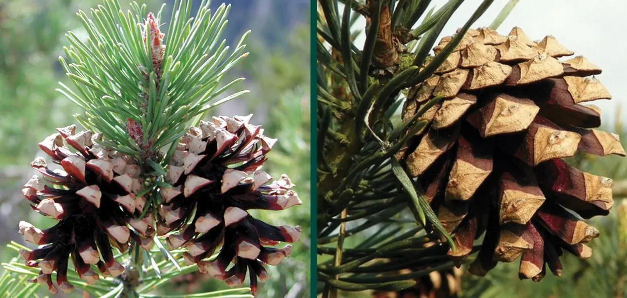 Scots Pine | Johnson's Nursery | KB