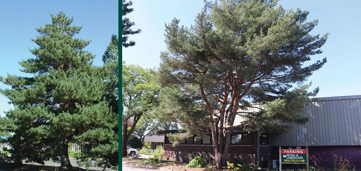 Scots Pine | Johnson's Nursery | KB