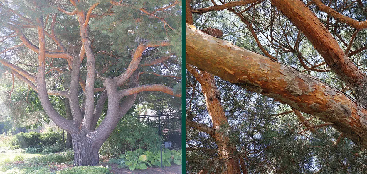 Scots Pine | Johnson's Nursery | KB