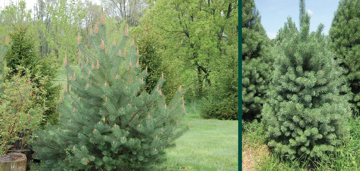 Scots Pine | Johnson's Nursery | KB