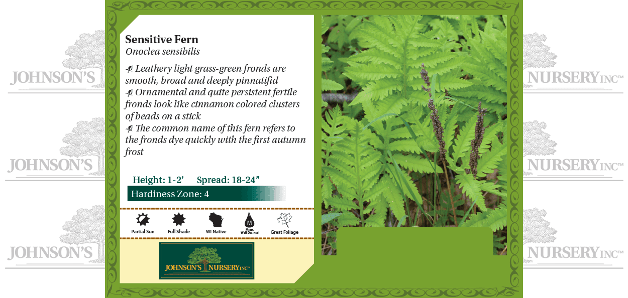 Sensitive Fern | Johnson's Nursery | KB