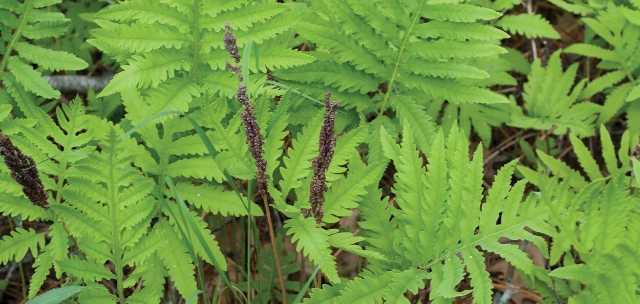 Sensitive Fern | Johnson's Nursery | KB