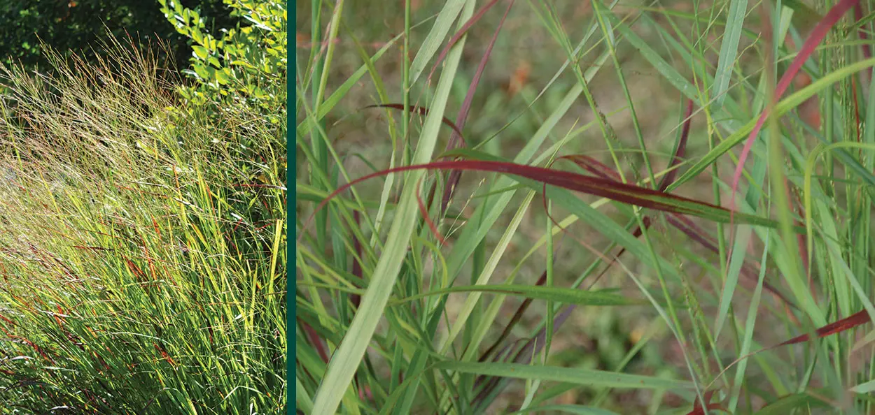 Shenandoah Switch Grass | Johnson's Nursery | KB