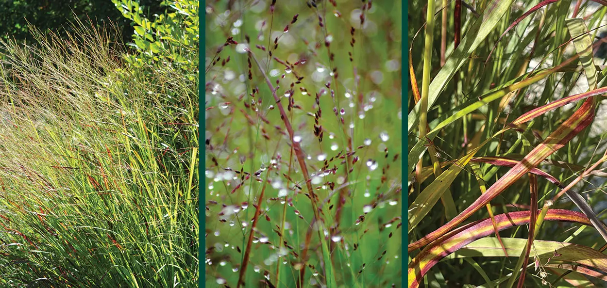 Shenandoah Switch Grass | Johnson's Nursery | KB