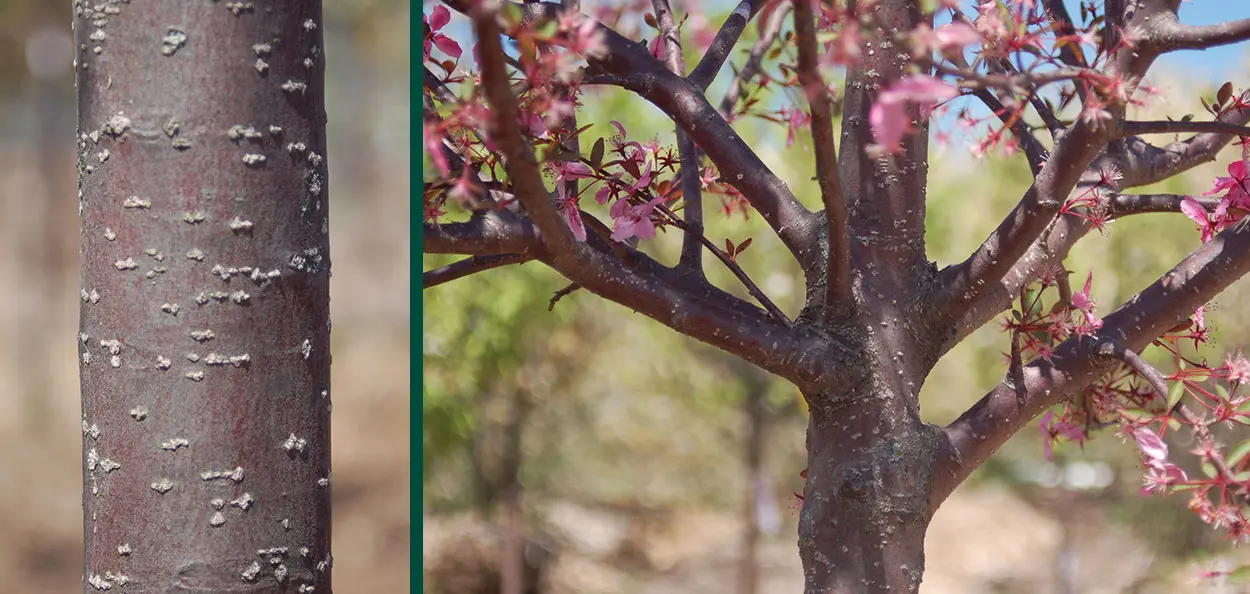 Show Time® Crabapple | Johnson's Nursery | KB