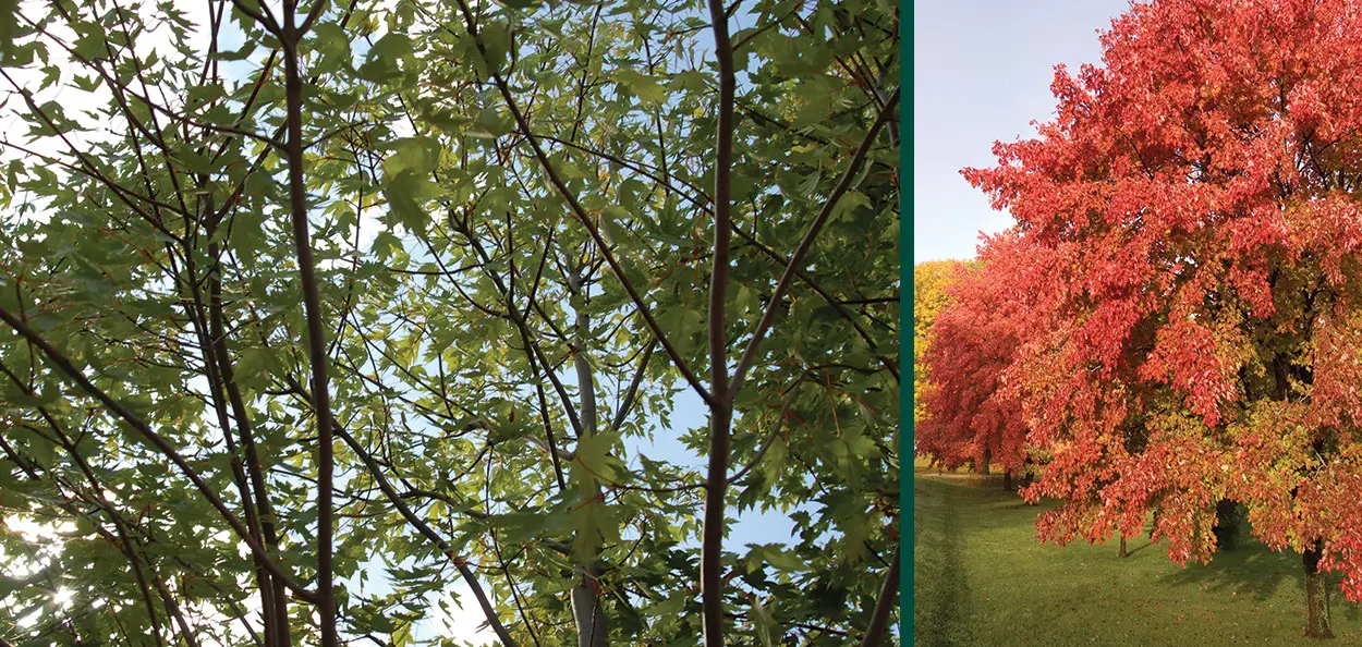 Sienna Glenn® Maple | Johnson's Nursery | KB