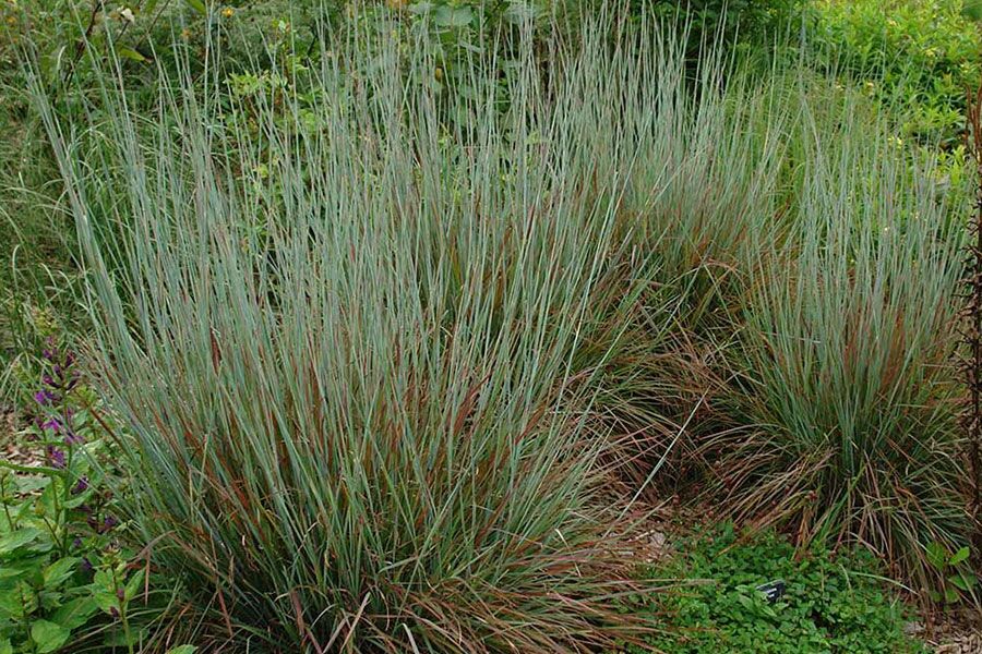 Wisconsin Hardy Grasses | Johnson's Nursery | Knowledgebase