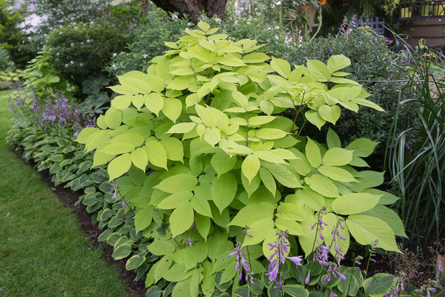 Sun King Aralia | Johnson's Nursery | Knowledgebase